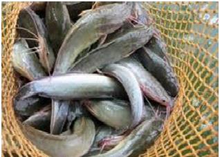 Abon Lele ~ UKM Lele Desa Marga Agung