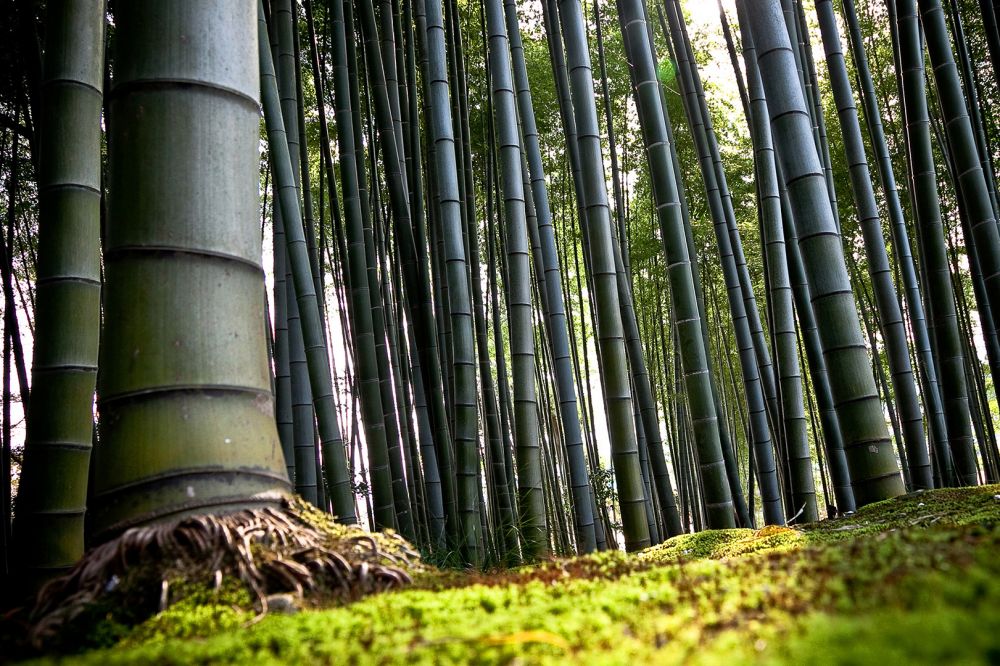Mesin Pembelah Bambu Untuk Kerajinan Bambu Terbaru