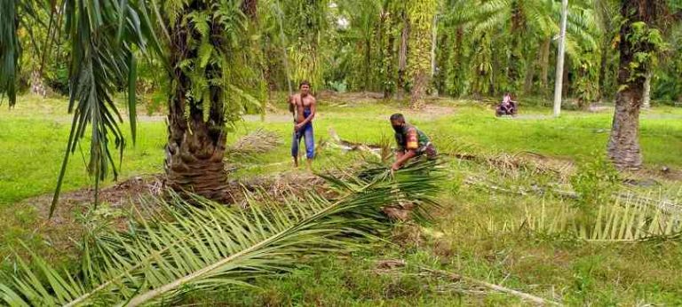 Cara Membuat Pakan Sapi dari Pelepah Sawit yang Mantabbb