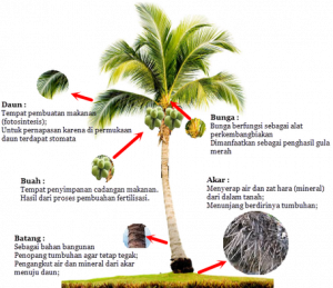Manfaat Kelapa Muda Untuk Kesehatan Dan Kesuburan Pria