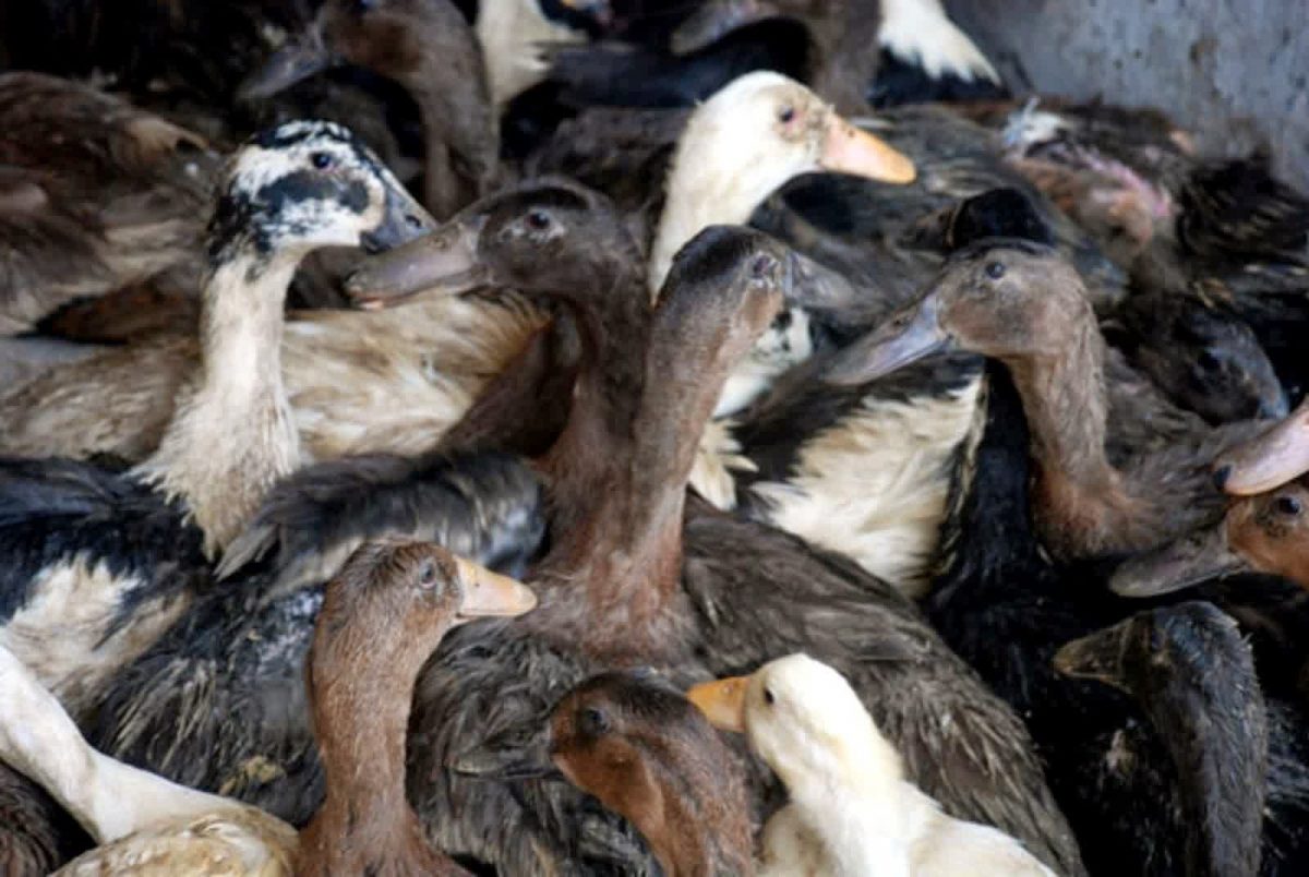 Ternak Bebek Pedaging Untuk Pemula Agar Cepat Berkembang