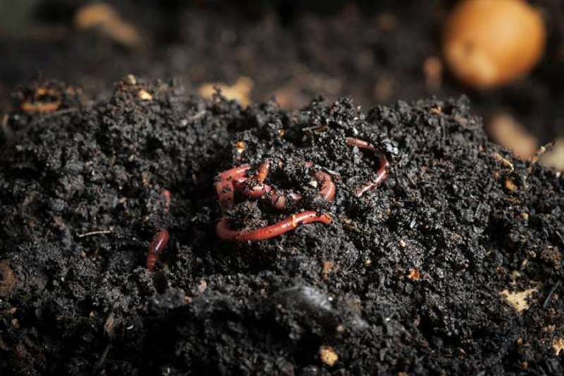 Proses Pembuatan Pupuk Kompos Menggunakan Sampah Organik