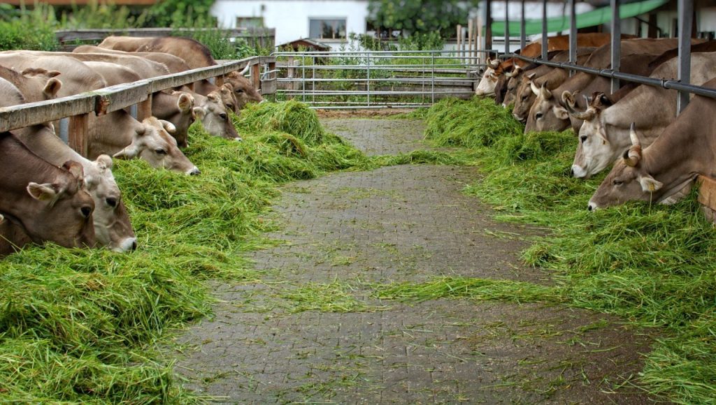 Cara Penggemukan Sapi Anti Gagal Dan Tips Pakannya