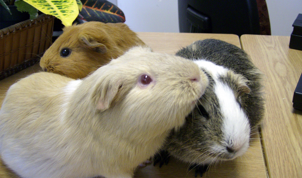 Cara Merawat Marmut yang Benar, Mudah, dan Gak Bikin Ribet