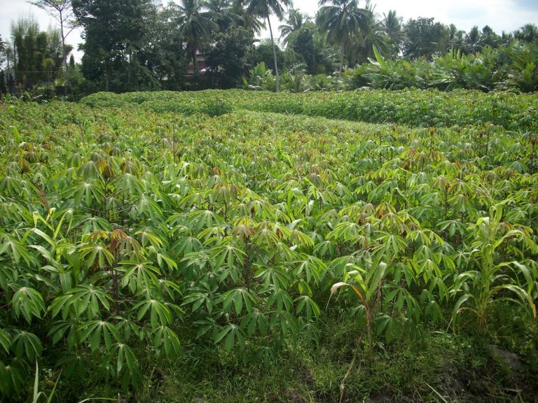 Resep Singkong Keju Untuk Jualan Yang Enak Dan Laris