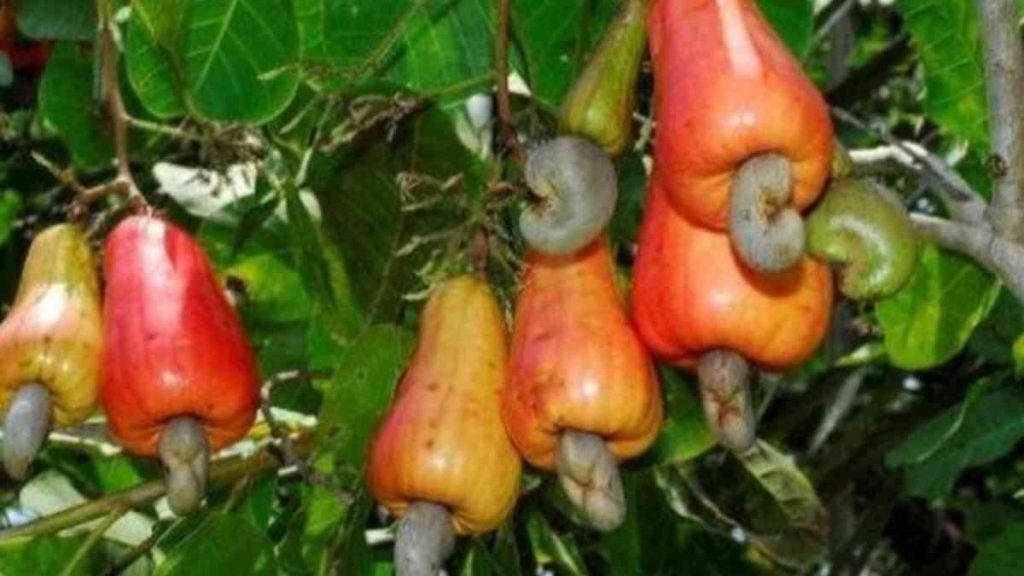 Budidaya Jambu Mete Yang Baik Dan Pasti Berhasil