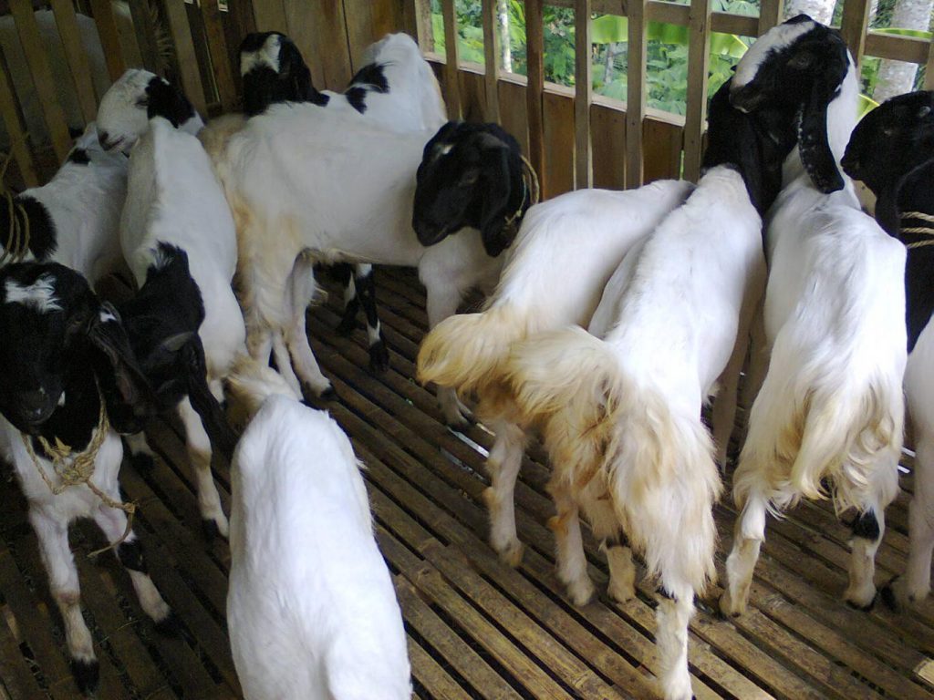 Cara Memelihara Kambing Secara Mudah, Praktis, dan Efektif