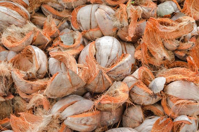 Berbagai kegunaan pohon kelapa untuk kesehatan dan berbagai usaha Berbagai kegunaan pohon kelapa untuk kesehatan dan berbagai usaha