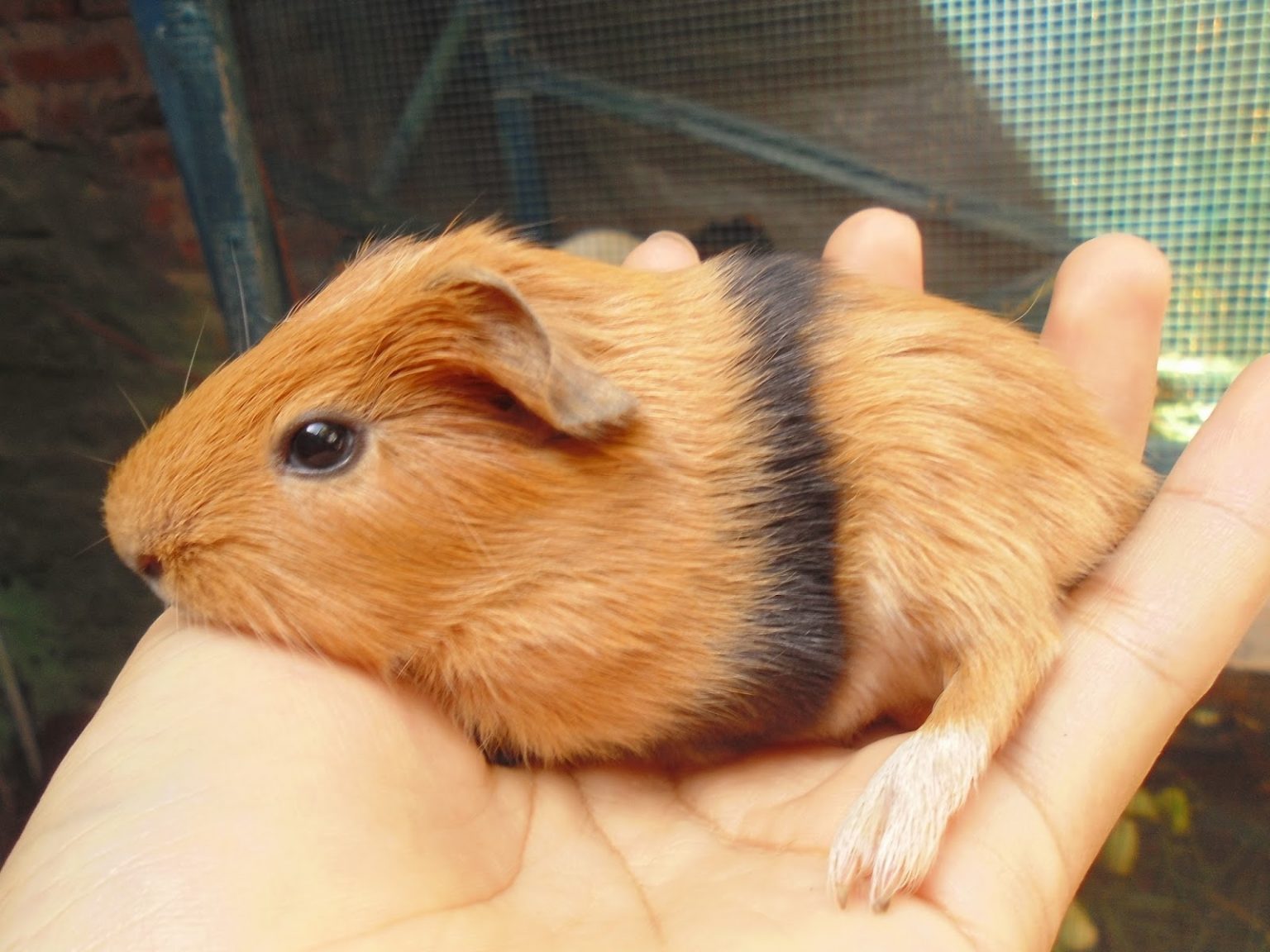 Cara Merawat Marmut yang Benar, Mudah, dan Gak Bikin Ribet