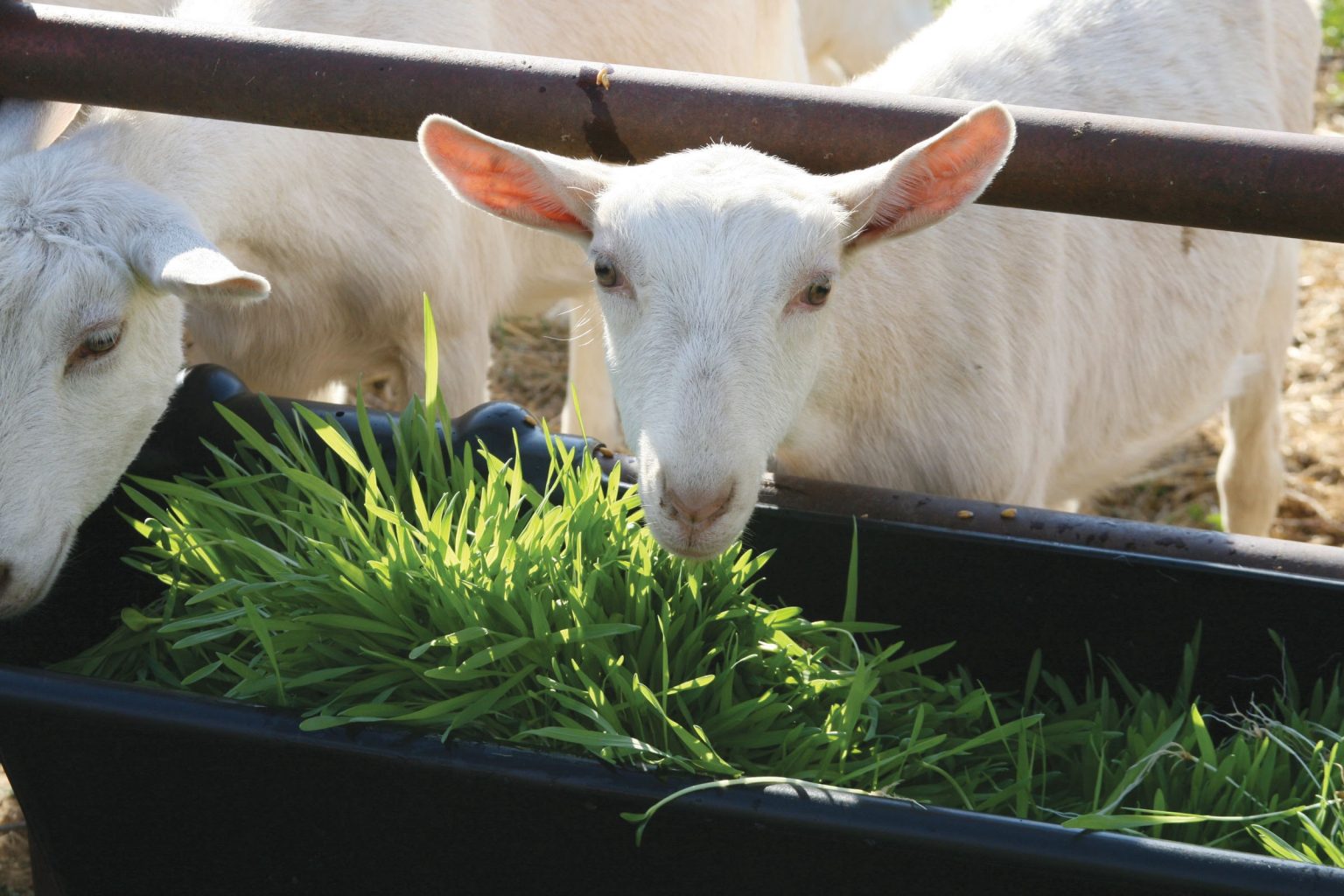 Cara Memelihara Kambing Secara Mudah, Praktis, dan Efektif