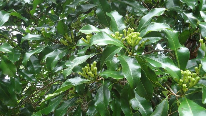 Cara Menanam Cengkeh yang Pasti Hidup dan Berbuah Banyak