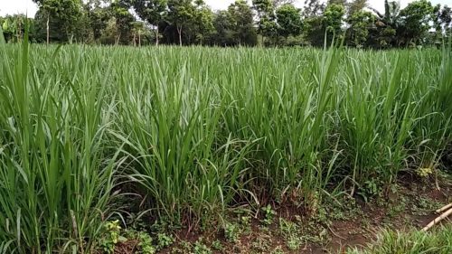 Cara Menanam Rumput di Halaman Rumah Anda Secara Praktis