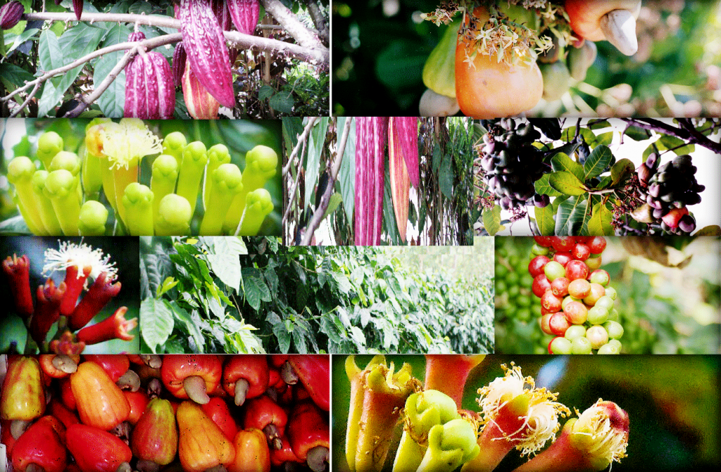 Contoh Tanaman Perkebunan - Perumperindo.co.id