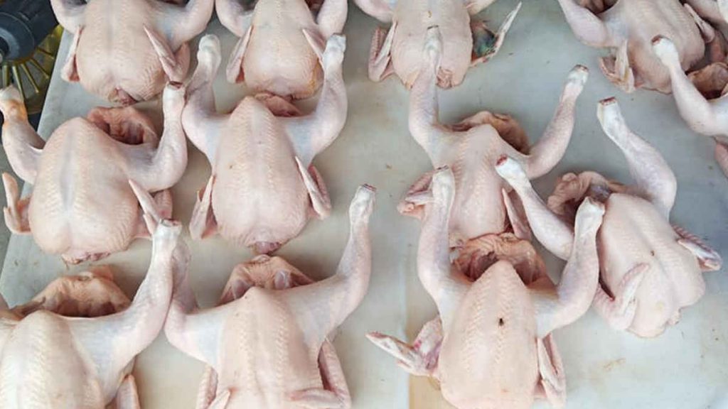 Pakan Ayam Pedaging dengan Cara Penggolahannya