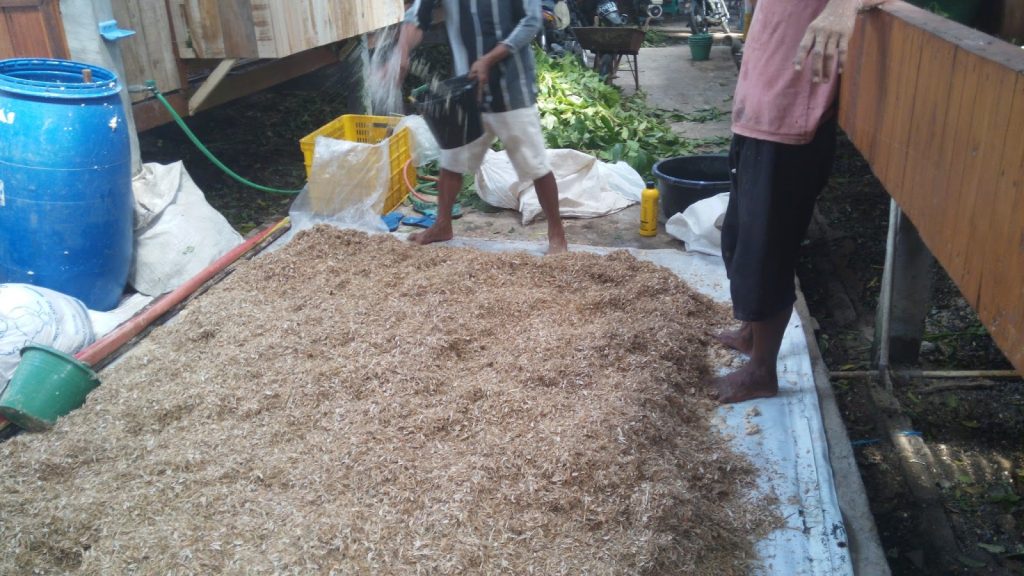 Fermentasi Pakan Kambing dan Cara Menggunakannya Secara Efisien