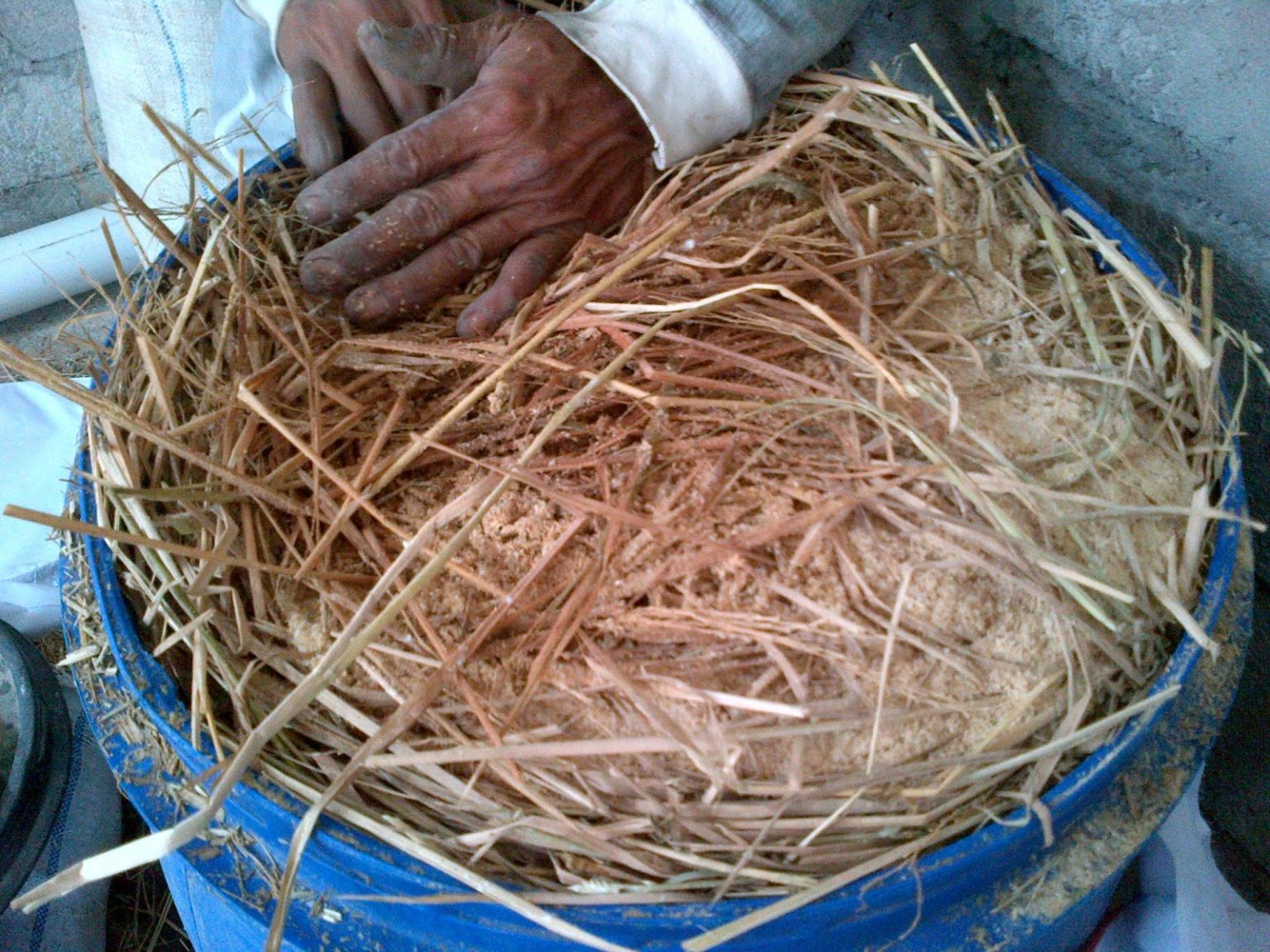 Fermentasi Pakan Kambing dan Cara Menggunakannya Secara Efisien