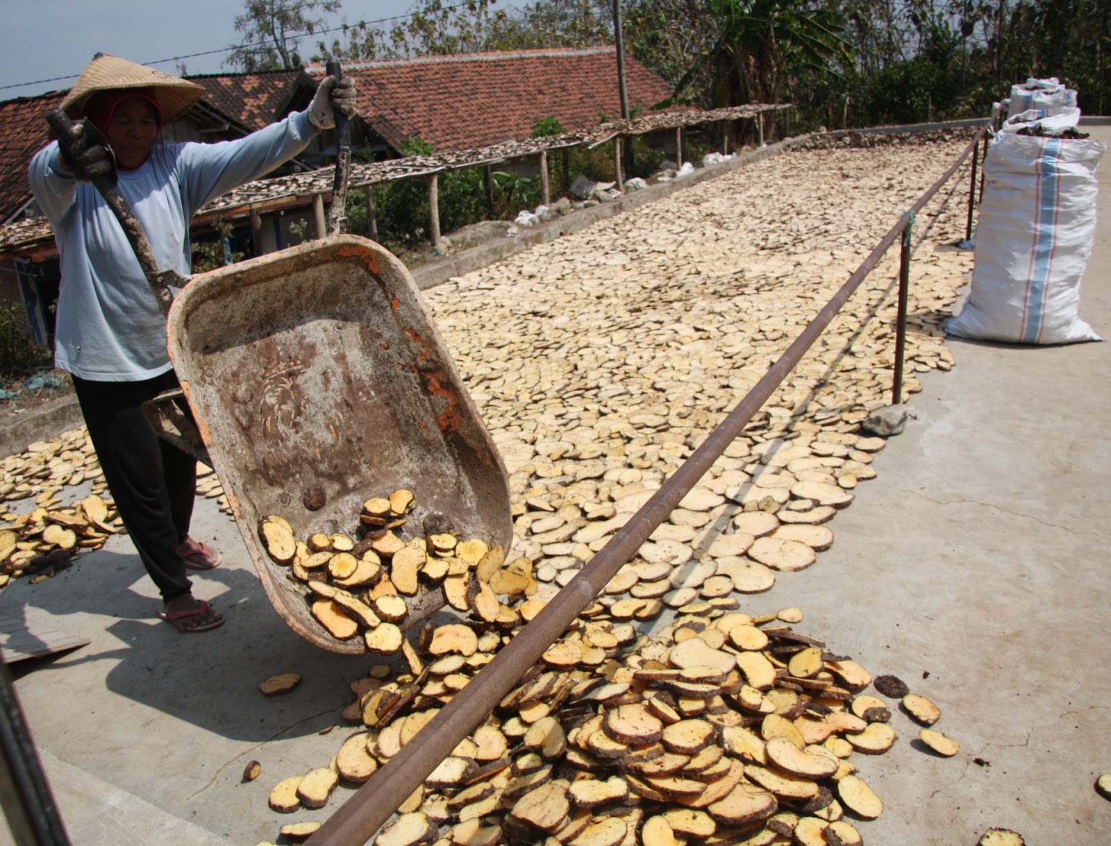 Umbi Iles Iles dan Aneka Macam Manfaatnya
