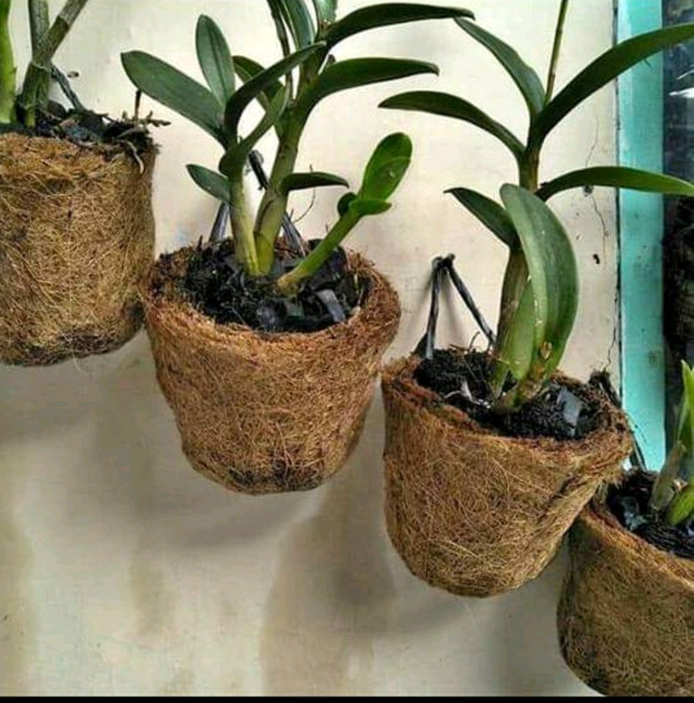 Cara Membuat Pot Sabut Kelapa Yang Benar, Mudah Dilakukan Cara Membuat Pot Sabut Kelapa Yang Benar, Mudah Dilakukan