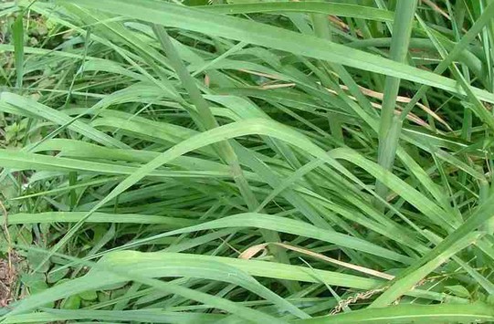 Jenis Makanan Sapi yang Mudah Ditemukan di Berbagai Tempat