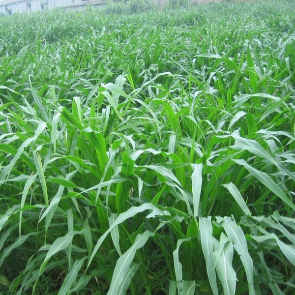 Jenis Makanan Sapi yang Mudah Ditemukan di Berbagai Tempat