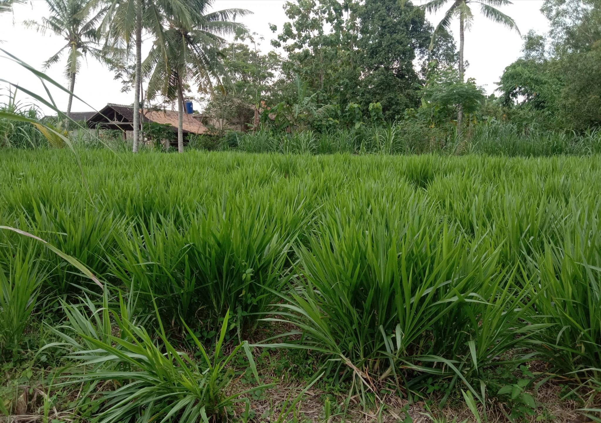 Jenis Rumput Pakan Ternak Terbaik Untuk Hewan Ternak!