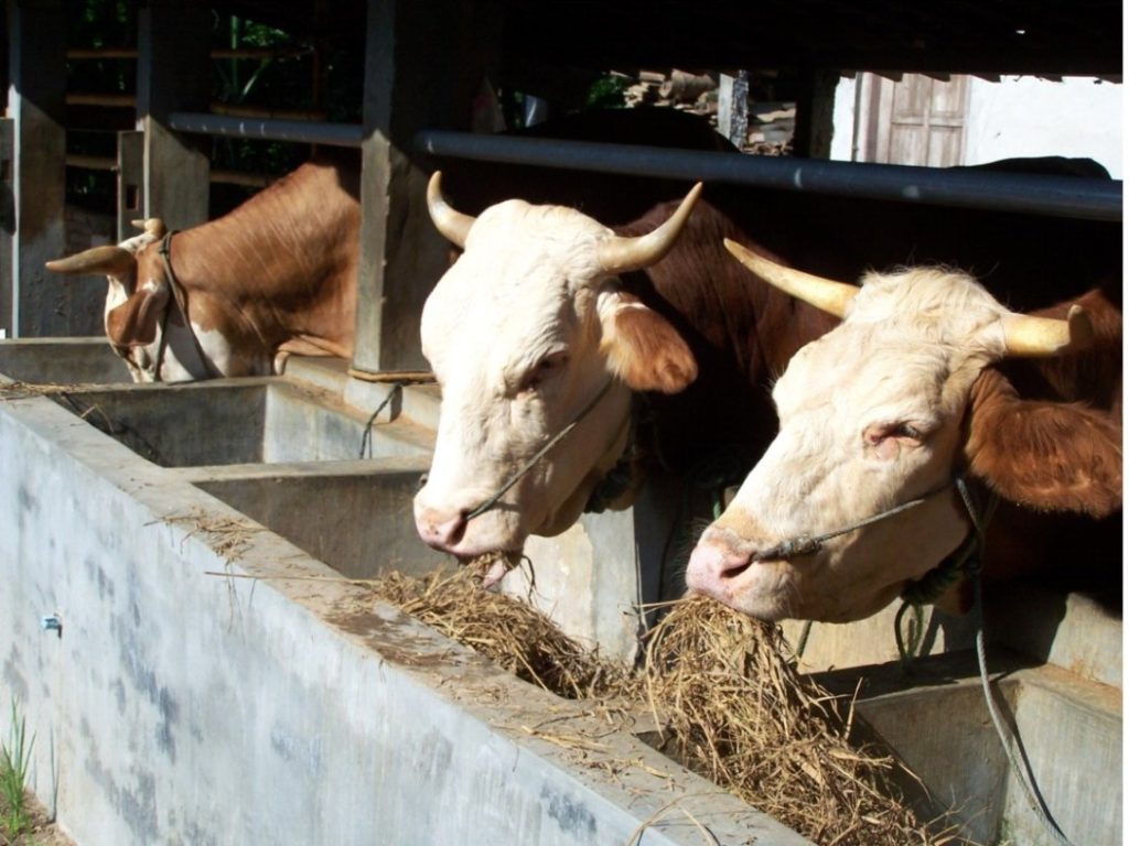 Jenis-Jenis Sapi Potong Yang Biasa Menjadi Hewan Kurban