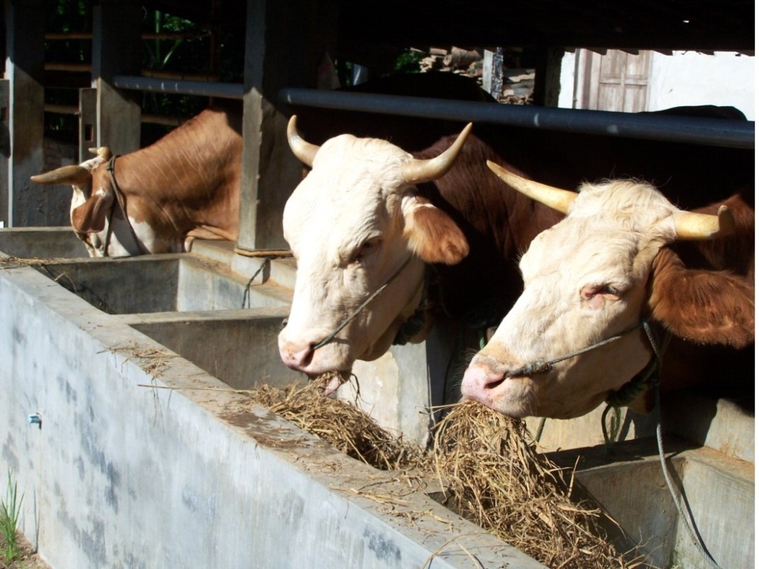 Jenis-Jenis Sapi Potong Yang Biasa Menjadi Hewan Kurban