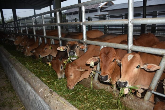 Jenis-Jenis Sapi Potong Yang Biasa Menjadi Hewan Kurban