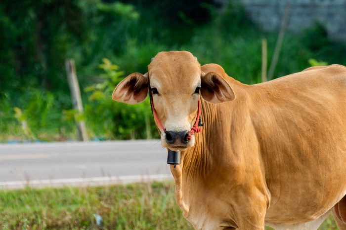 Jenis-Jenis Sapi Potong Yang Biasa Menjadi Hewan Kurban