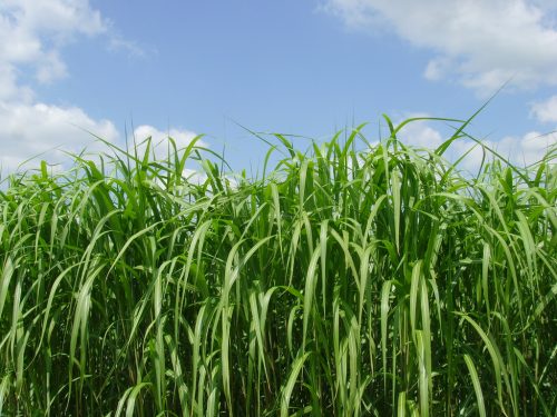 Jenis Rumput Makanan Kambing Yang Terbaik!!