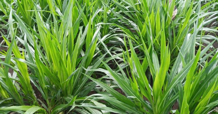 Jenis Rumput Pakan Ternak Terbaik Untuk Hewan Ternak!