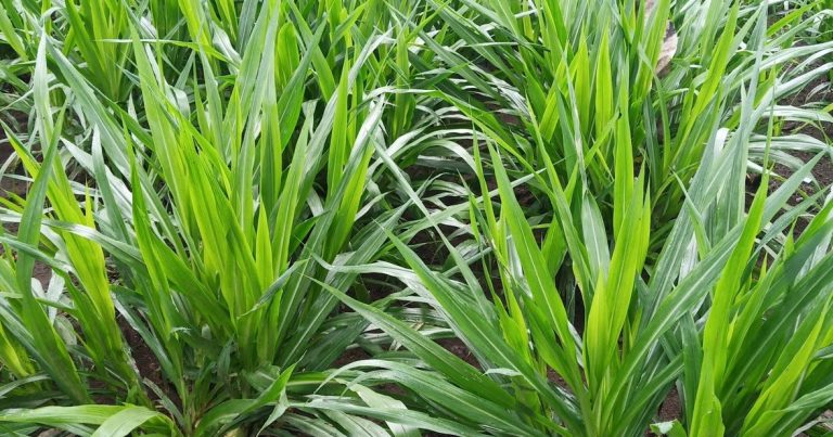 Jenis Rumput Pakan Ternak Terbaik Untuk Hewan Ternak!