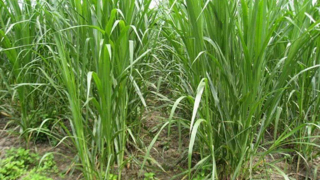 Jenis Rumput Pakan Ternak Terbaik Untuk Hewan Ternak!