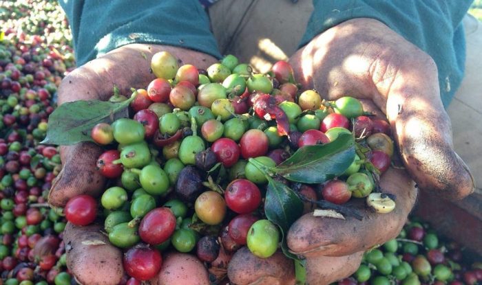 Mengenal Jenis-jenis Biji Kopi: Aroma, Rasa, dan Karakteristiknya