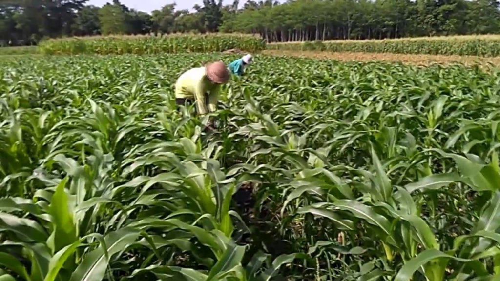 Usaha Pertanian Jagung yang Sukses