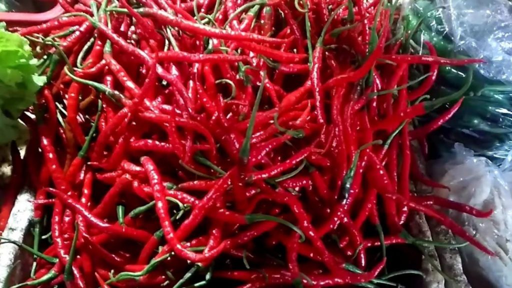 Macam-macam Cabai Di Indonesia Keunikan dan Kepedasannya