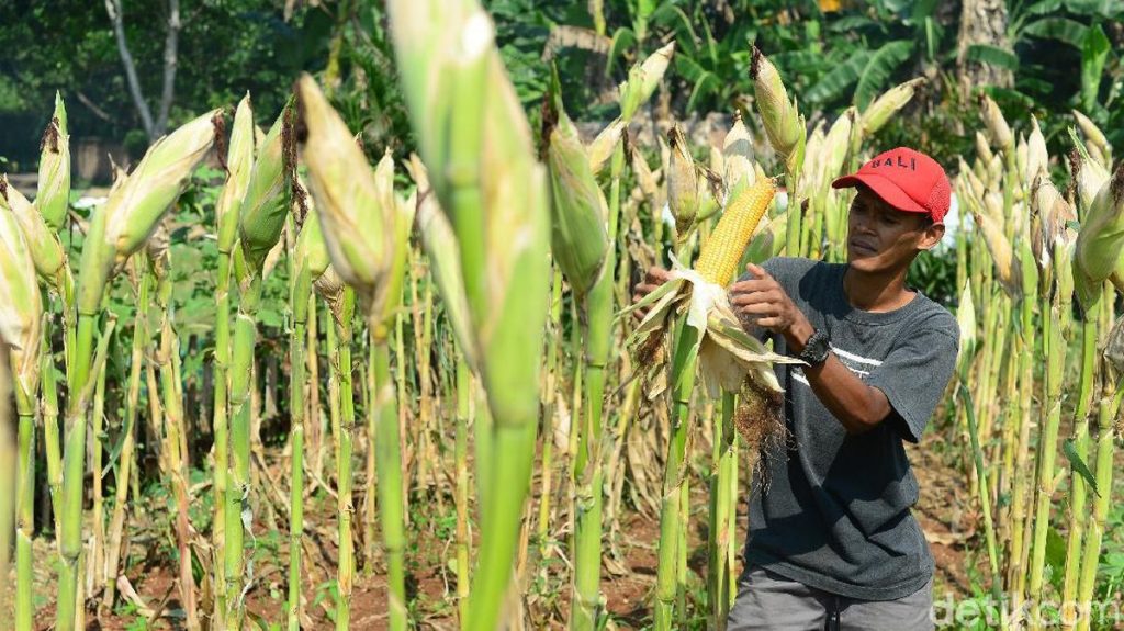 Bisnis Pengepul Jagung yang Berpenghasil Miliyaran