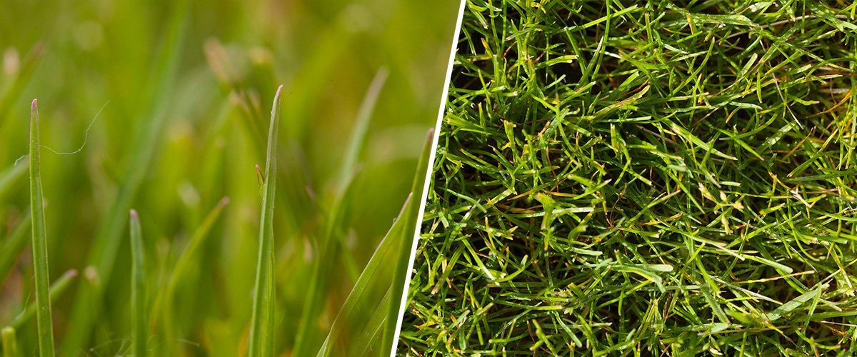 Cara Membersihkan Rumput Liar beserta Tips nya