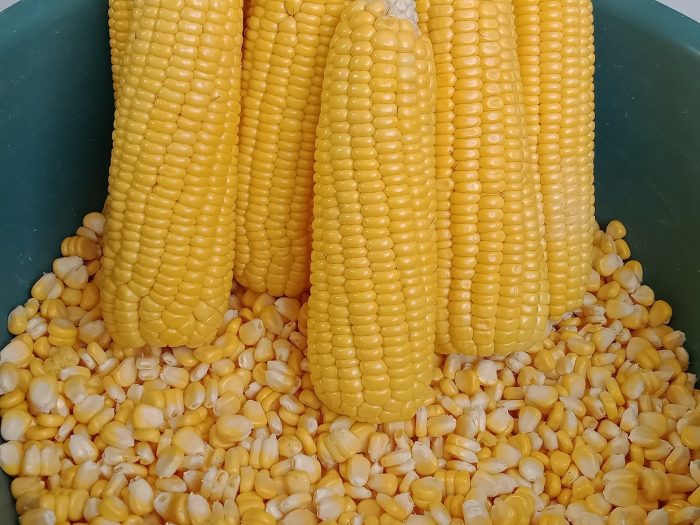 Jagung Hibrida Untuk Pakan Ternak Berkualitas Tinggi!