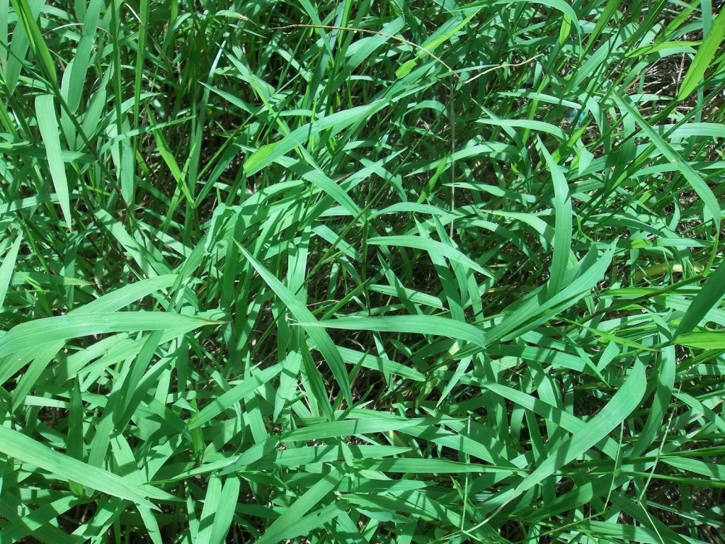 Rumput Kesukaan Kambing, Sumber Pakan Alami Berkualitas!