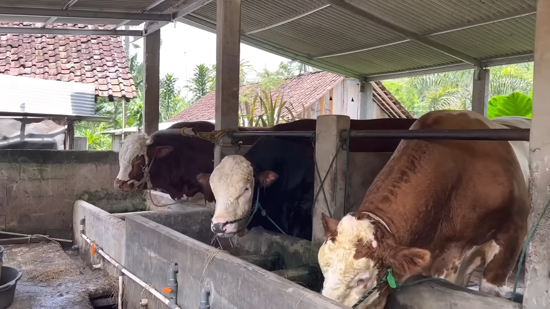 Cara Memulai Bisnis Ternak Sapi yang Menjanjikan
