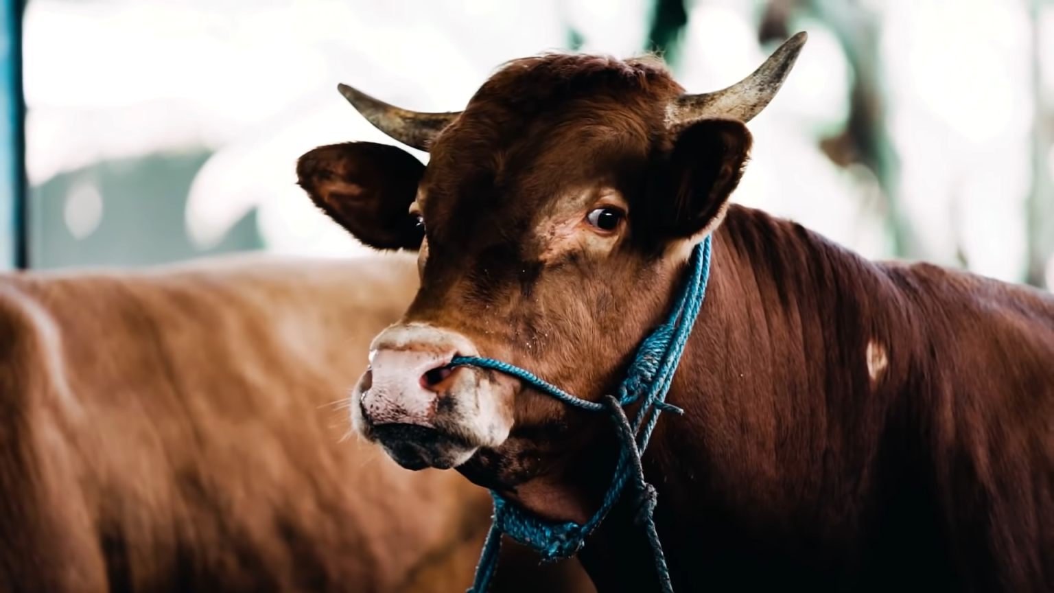 Cara Merawat Sapi Agar Cepat Gemuk Dan Lakukan 9 Hal Berikut!