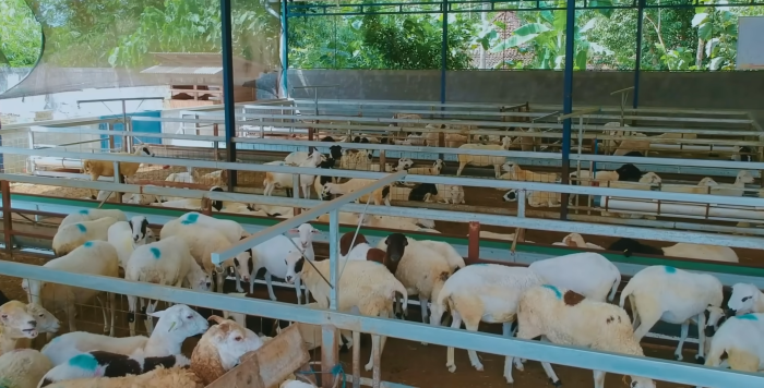 Cara Memulai Usaha Ternak Kambing untuk Pemula