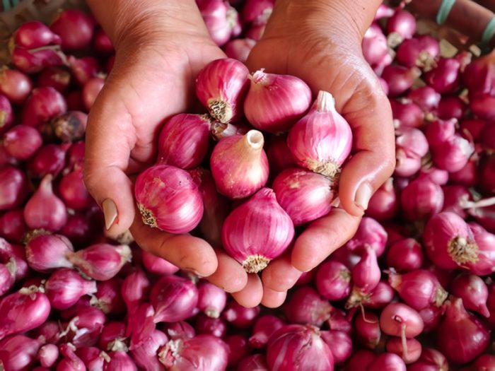Cara Menanam Bawang Merah Untuk Pemula Di Rumah