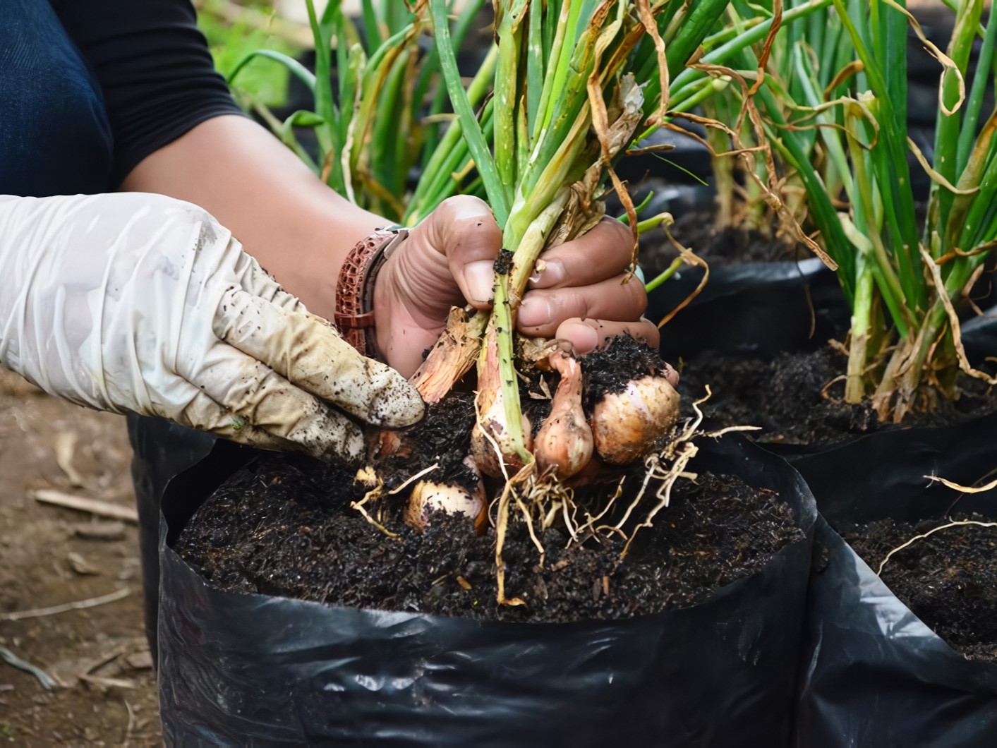 Cara Menanam Bawang Merah Untuk Pemula Di Rumah