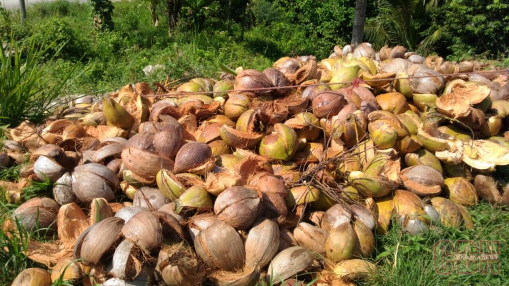 Cara Mengurai Sabut Kelapa Agar Lingkungan Menjadi Menarik