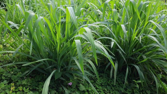 Jenis Rumput Pakan Kambing yang Kaya Akan Nutrisi