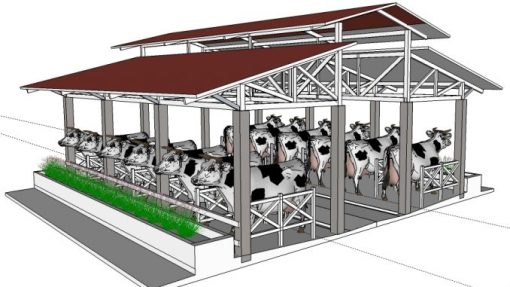 Cara Merawat Sapi yang benar agar Terhindar dari Penyakit