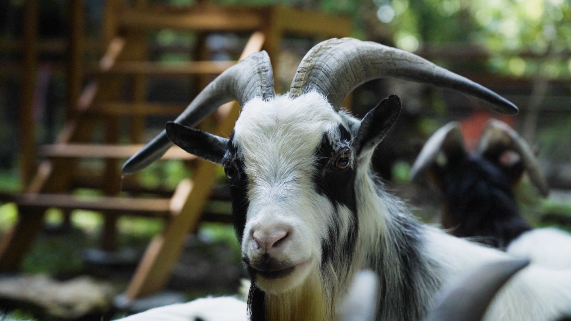 Jenis Pakan Kambing Protein Tinggi