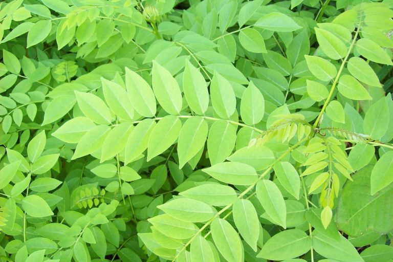 Jenis Rumput Pakan Ternak Sapi, Untuk Sapi Terbaikmu